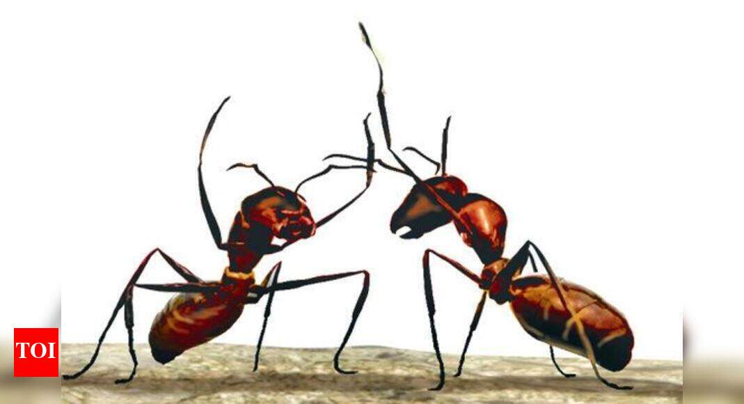 Ants take medicine when sick, finds new study - Times of India