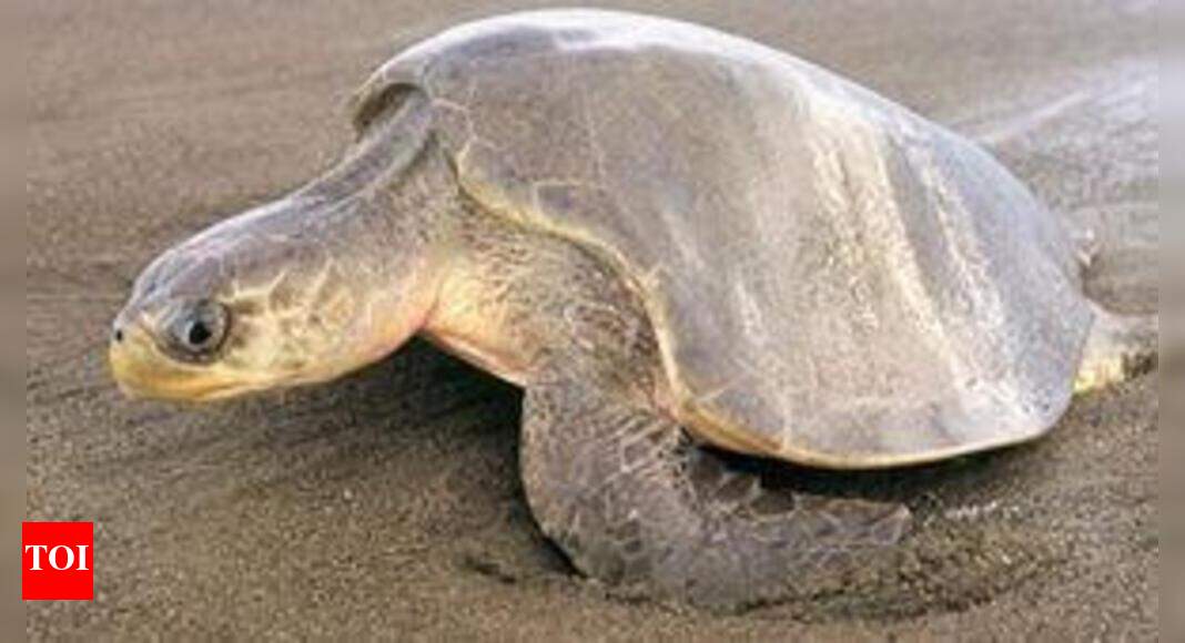 ‘Ghost nets’ turn deadly for endangered turtles | Kozhikode News ...