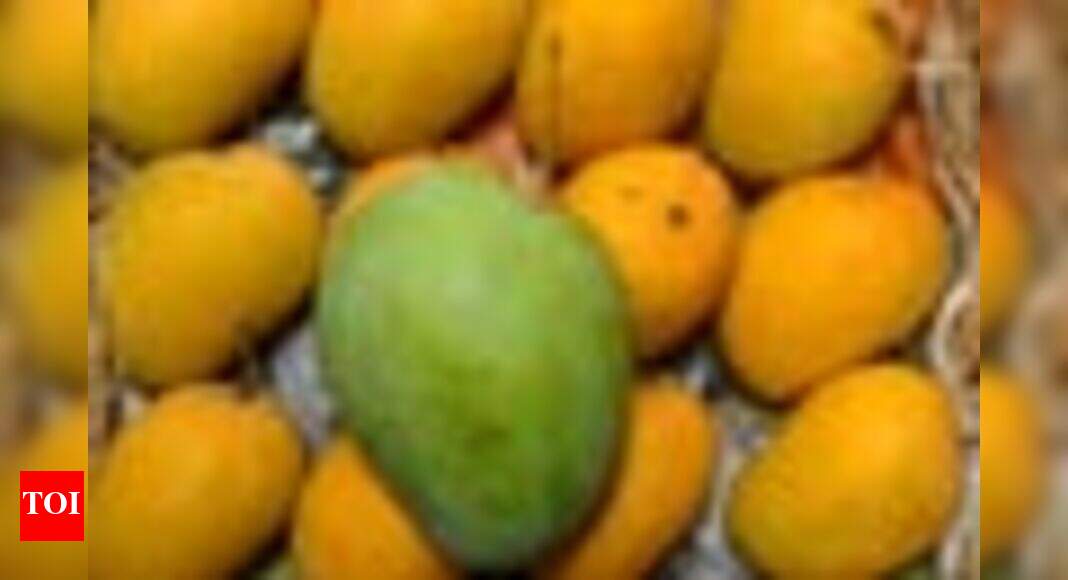 Mango seeds may help kill deadly food bacteria! - Times of India