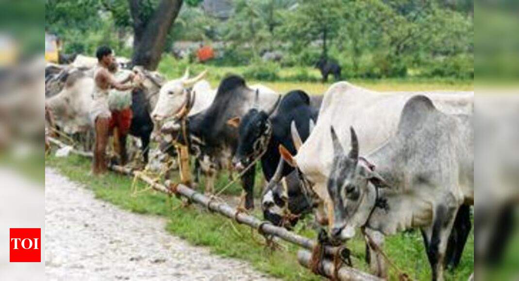 E-commerce gets its ‘cattle class’ - Times of India