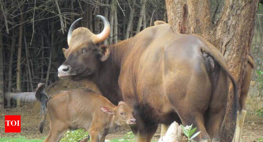 Indian gaur calf, the new attraction at Vandalur zoo in Chennai ...