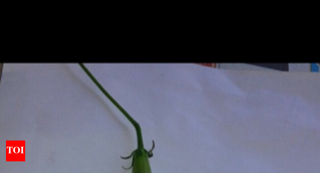 Men try to sell 'Rs 1,000crore worth nagamani' in Tamil Nadu, held ...