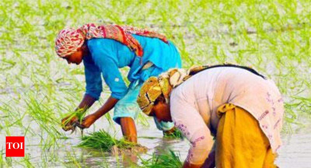 Govt unveils Kisan project;hailstorm app to assess crop damage | India ...