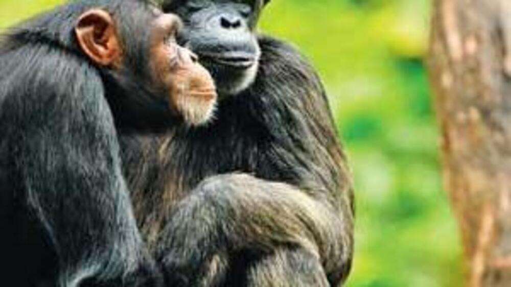 Young female chimpanzees smarter than males | The Times of India