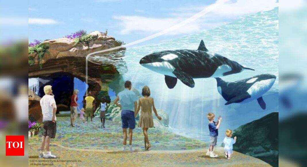 California agency votes to ban SeaWorld orca breeding - Times of India