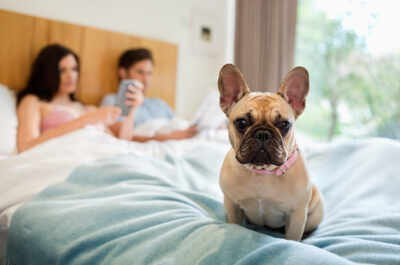 Ways couples can resolve their pet issues - Times of India