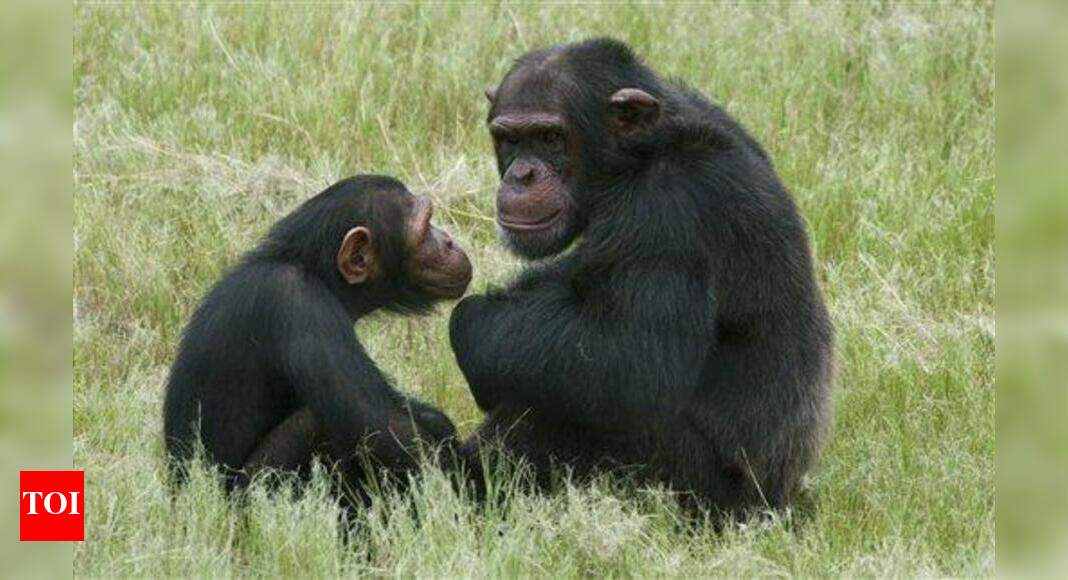 Extinct ape species resets the scale on human ancestors - Times of India