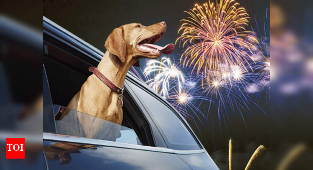 A happier Diwali for Delhi’s animals? - Times of India