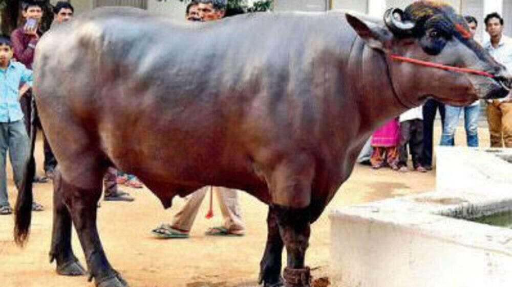 This Murrah buffalo will cost you Rs 7 crore | The Times of India