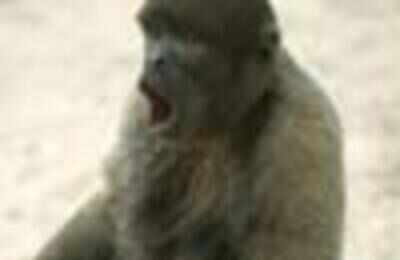 Monkey malaria: Is it the next virus? - Times of India