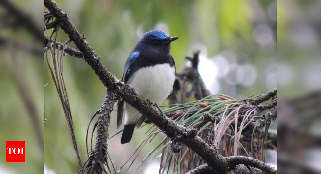 Blue bird visits blue mountains: Rare migratory bird spotted in the ...