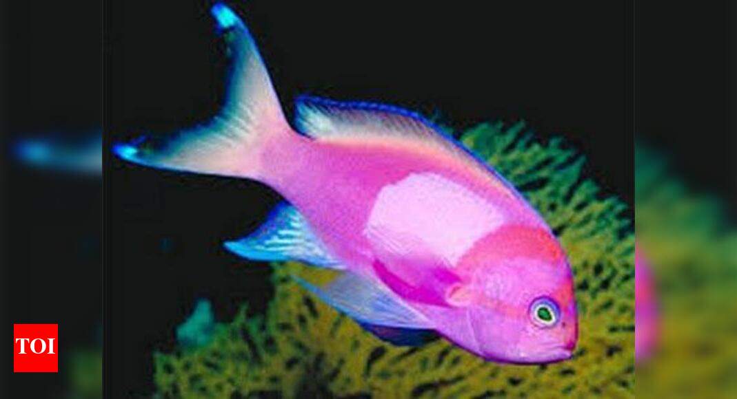 Fishes too may have emotions, consciousness: Study - Times of India