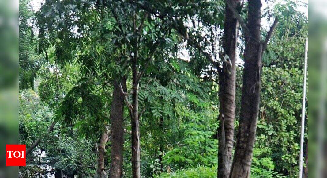 Mumbai’s fading trees get a colourful facelift | Mumbai News - Times of ...