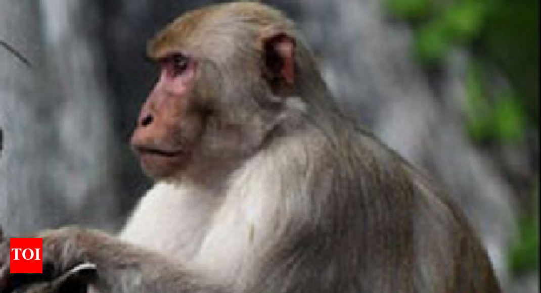 Monkey drives bus, rams it into 2 other vehicles | Bareilly News ...