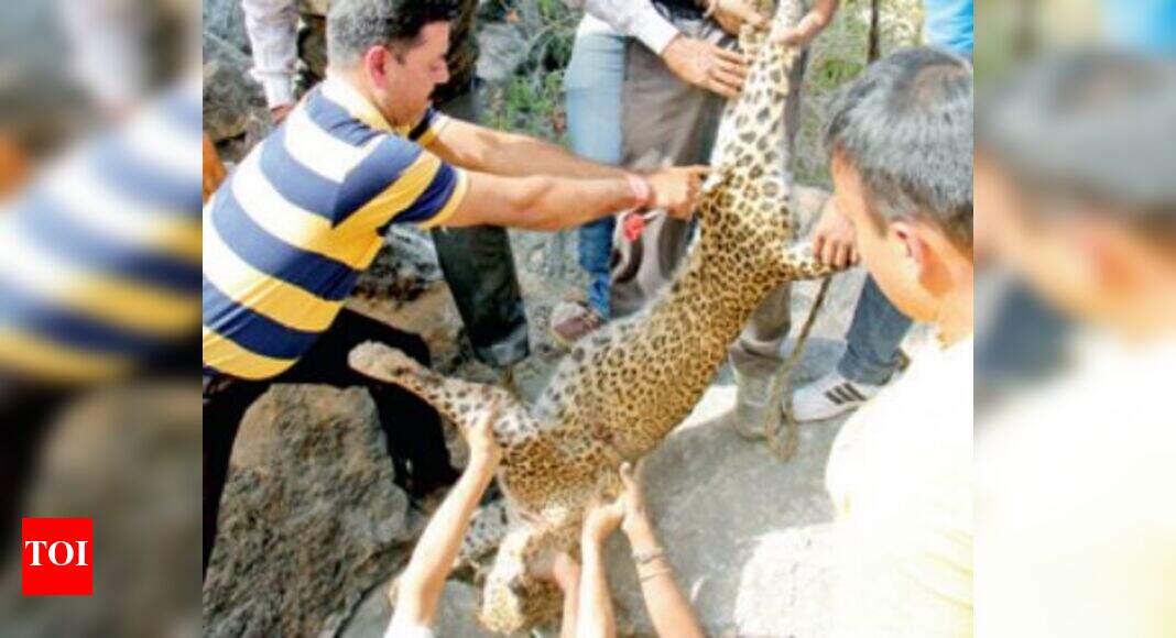 Officials get flak for failing to rescue leopard - Times of India