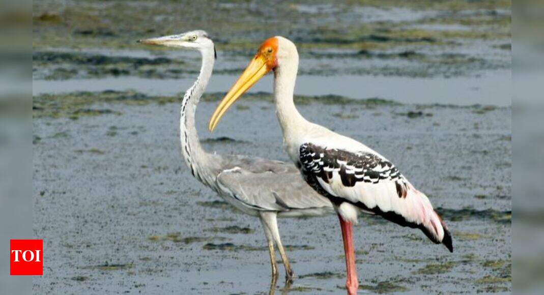 Countrywide Asian waterbird count to begin on January 9 | Mumbai News ...
