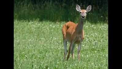No fund to feed animals of Malsi deer park | Dehradun News - Times of India