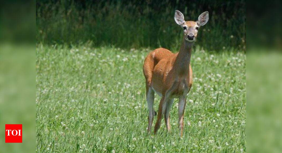 No fund to feed animals of Malsi deer park | Dehradun News - Times of India