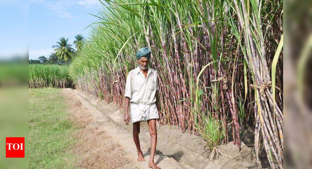 Sugar sector stages a sweet recovery on the back of rising prices, govt ...
