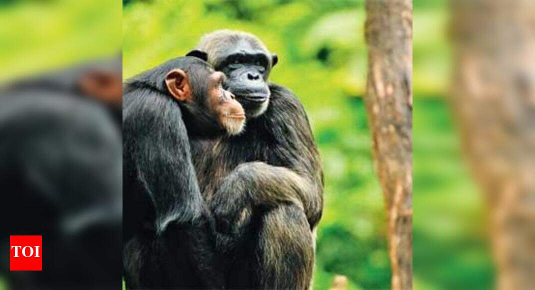 Chimps, like humans, make friends based on trust - Times of India