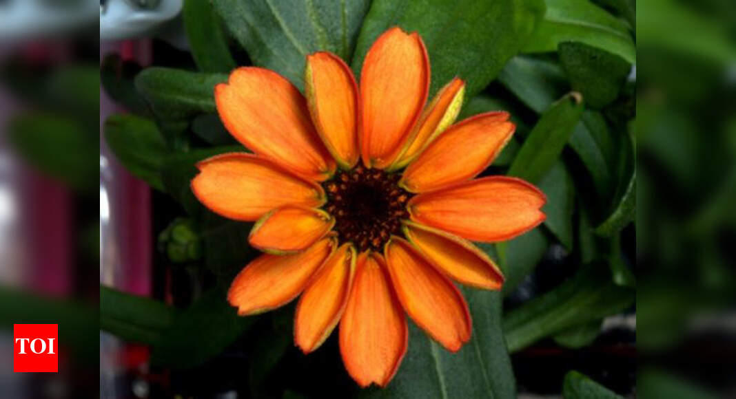 Zinnia is first flower grown in space - Times of India