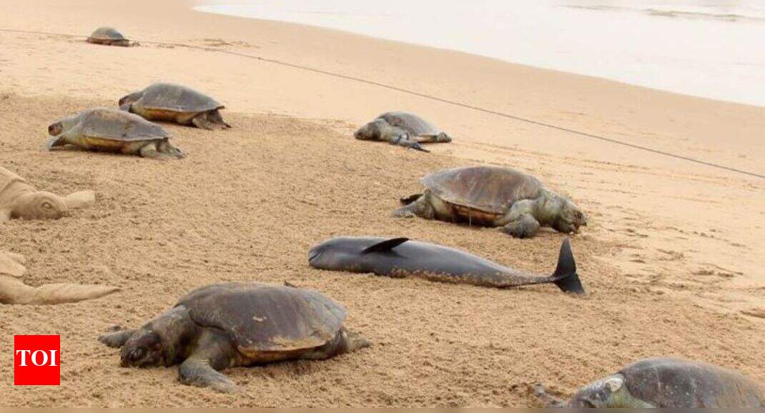 Hundreds of Olive Ridley turtles found dead on Puri beach | Bhubaneswar ...