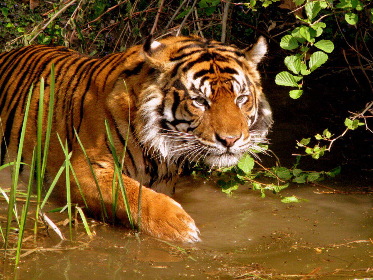Tiger Spotting In Assam | Things To Do In Assam | TimesTravel