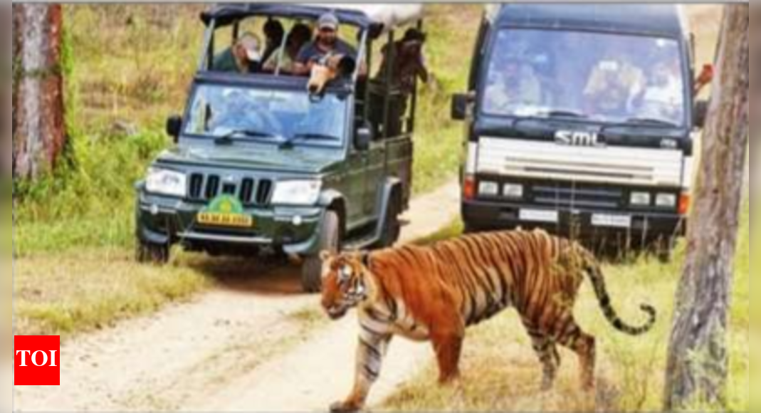 Celeb tiger Prince holds sway at Bandipur, draws tourists in droves ...