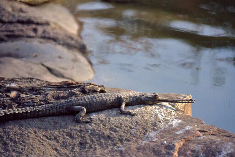 National Chambal Sanctuary | Chambal Wild Life Sanctuary | Times of ...