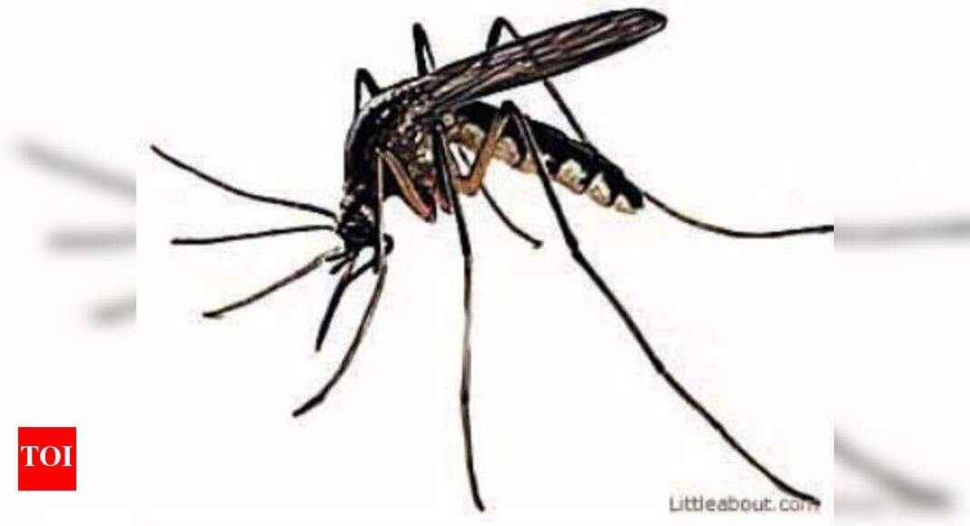El Nino will worsen dengue outbreaks this year, experts fear - Times of ...
