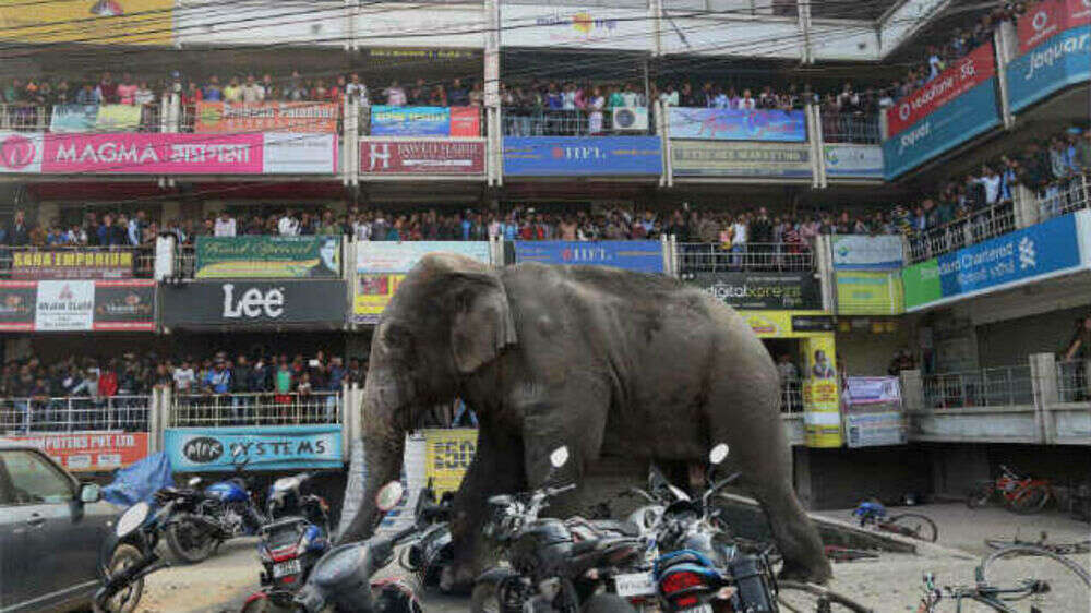 Elephant rampage in Siliguri, cars trampled, homes smashed | The Times ...