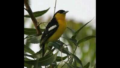 Karikili, well hidden sanctuary for birds | Chennai News - Times of India