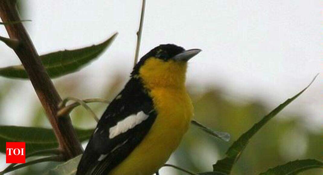 Karikili, well hidden sanctuary for birds | Chennai News - Times of India
