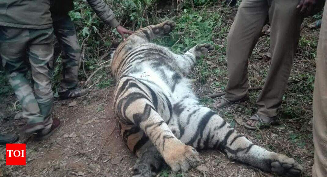 Tiger found dead in Kodaikanal, poisoning suspected | Chennai News ...