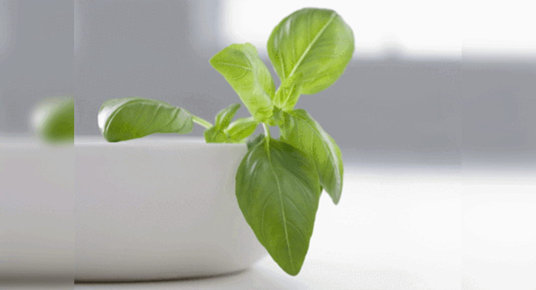 Basil: The subtle herb, full of antioxidants – Food & Recipes