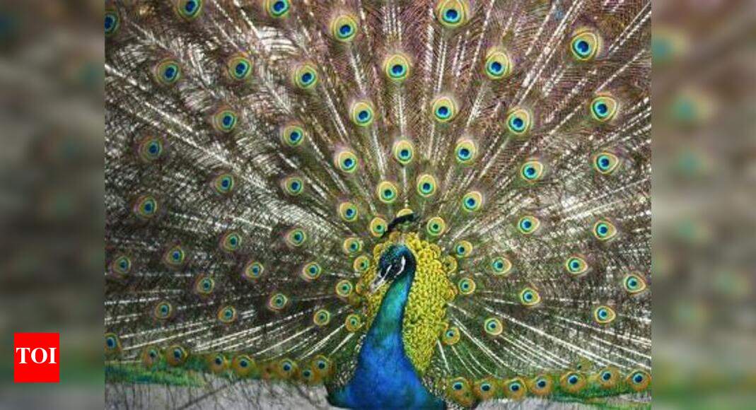 Goa to put 'vermin' tag on peacock and Indian bison — national bird and ...