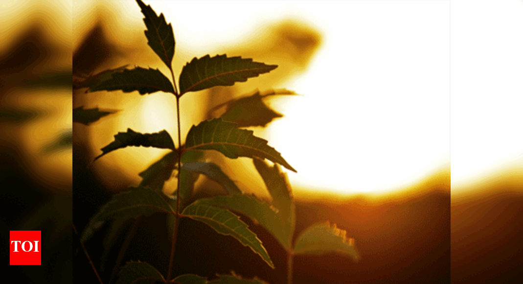 Neem to treat pancreatic cancer? - Times of India