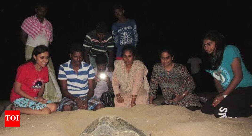 Conservationists in Chennai sight season's first nesting turtle ...