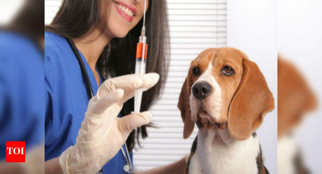 Rabies deaths double in state, 41 died in 2015 - Times of India