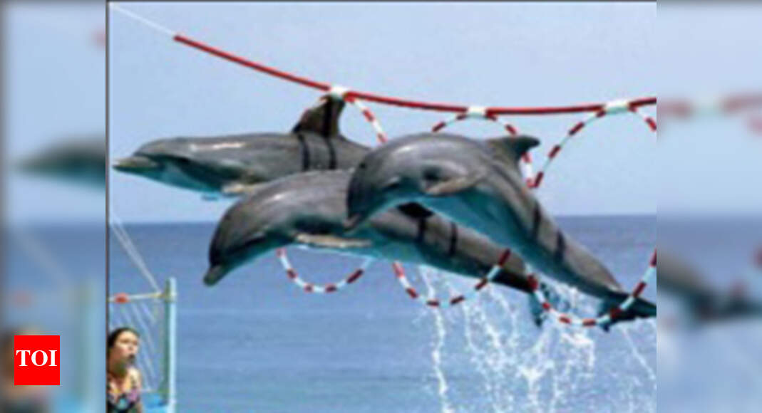 Cruelest' animal attractions revealed by World Animal Protection ...