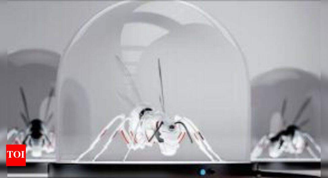Coming: Bat-inspired micro air vehicles - Times of India