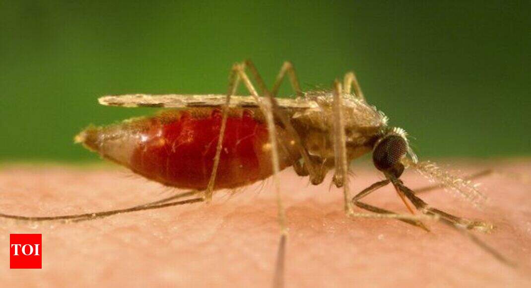 70% of malaria cases in South East Asia reported from India: Centre ...