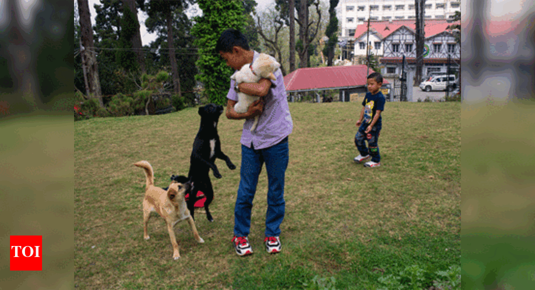 Now, Indian dogs are finding more homes! - Times of India
