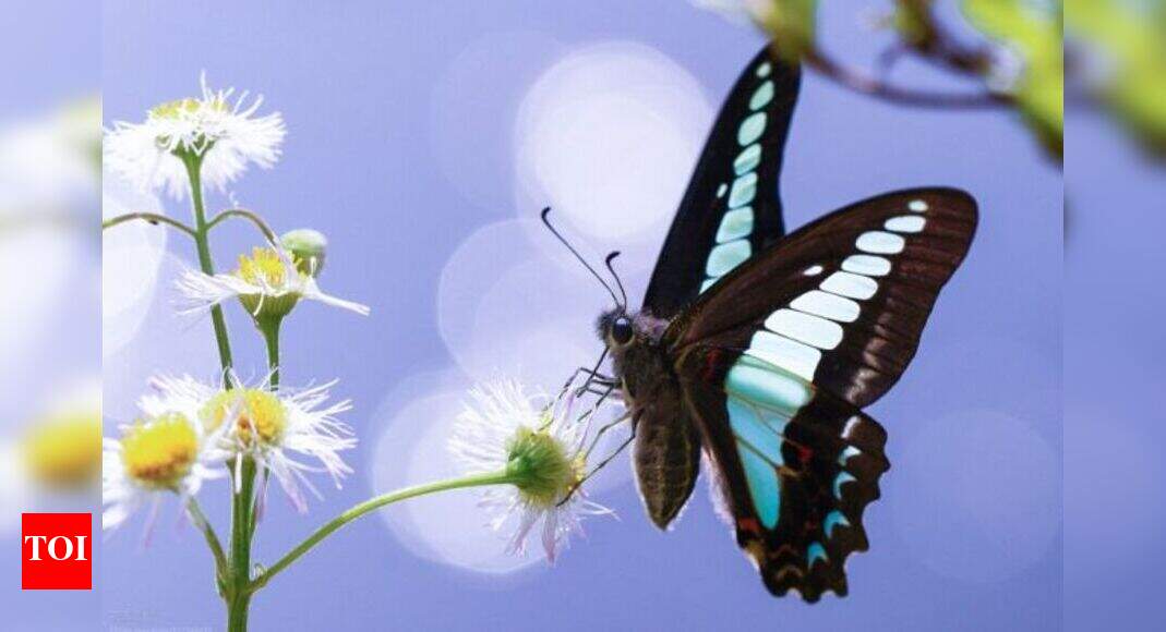 Butterfly with 15 photoreceptors that can see UV, polarized light found ...