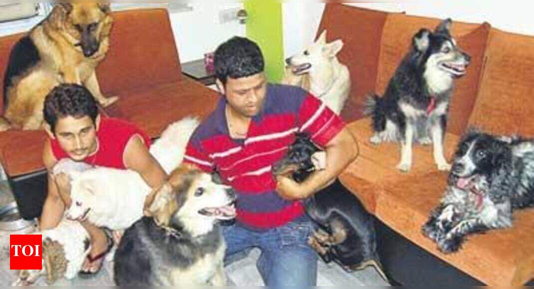 First animal crematorium of Bihar to open next week - Times of India