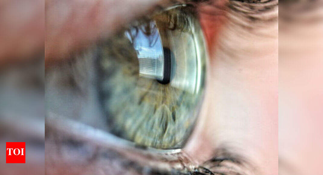 Pig corneas help restore eyesight - Times of India