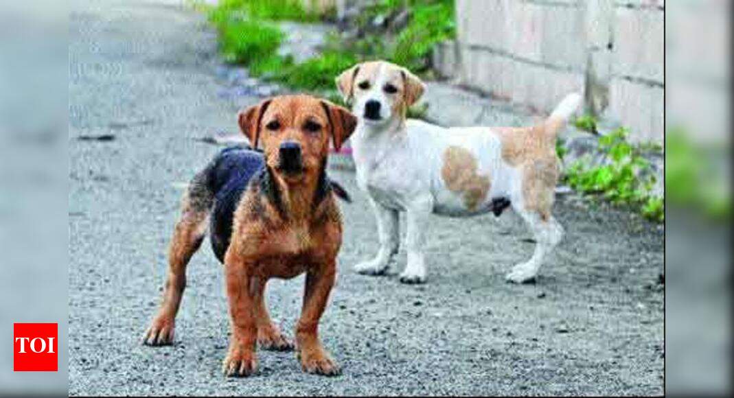 Stray dog attacks 18, two serious | Mumbai News - Times of India