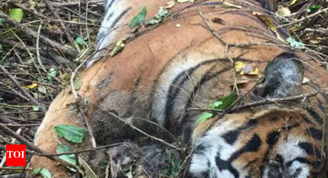 Tiger found dead in Tamil Nadu, poisoning suspected - Times of India