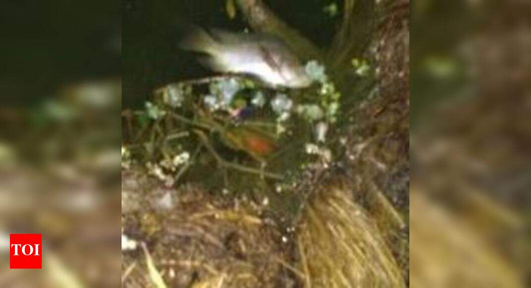 Hundreds of fish found afloat in Whitefield lake - Times of India