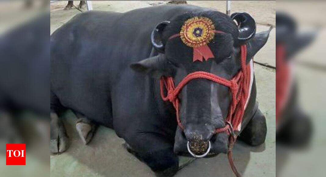 Meet Yuvraj, the donor bull whose semen sells for millions | India News ...